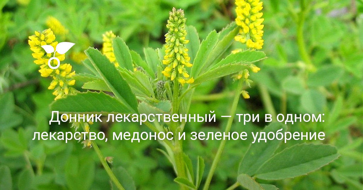 Донник лекарственный — три в одном: лекарство, медонос и зеленое ...