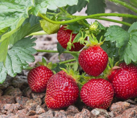 Сад и огород. Всё о выращивании фруктов и овощей — Страница 2 из 77 ...