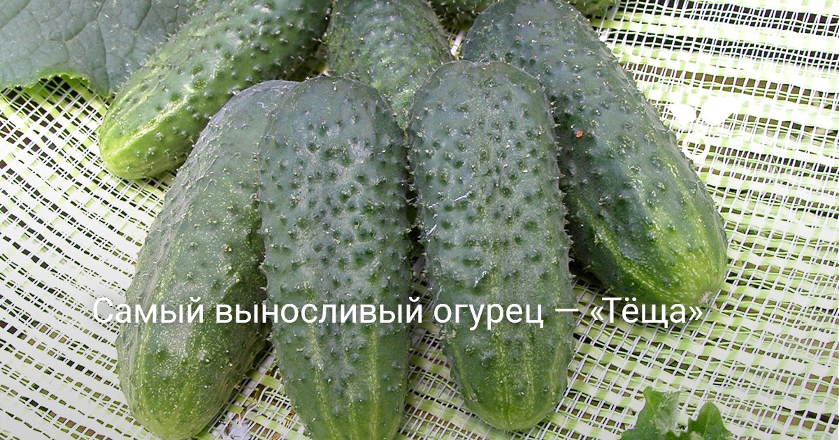 Самый выносливый огурец — Тёща — Ботаничка.ru